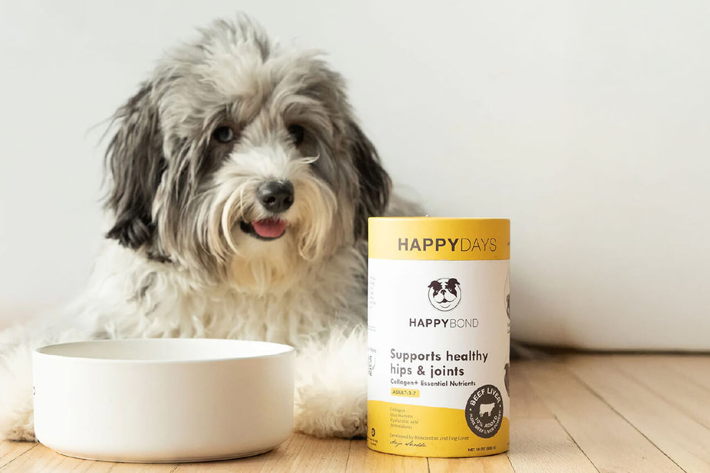 Collagen Guide For Dogs: Benefits, Types, Sources