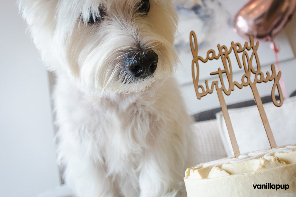 11 Dog Bakeries to Buy Your Dog's Next Birthday Cake!