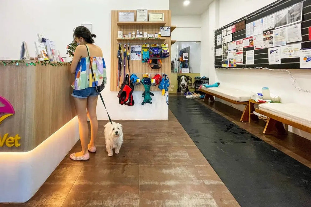 Pet Rehab: 7 Places to Help Your Pet Recover and Get Fit