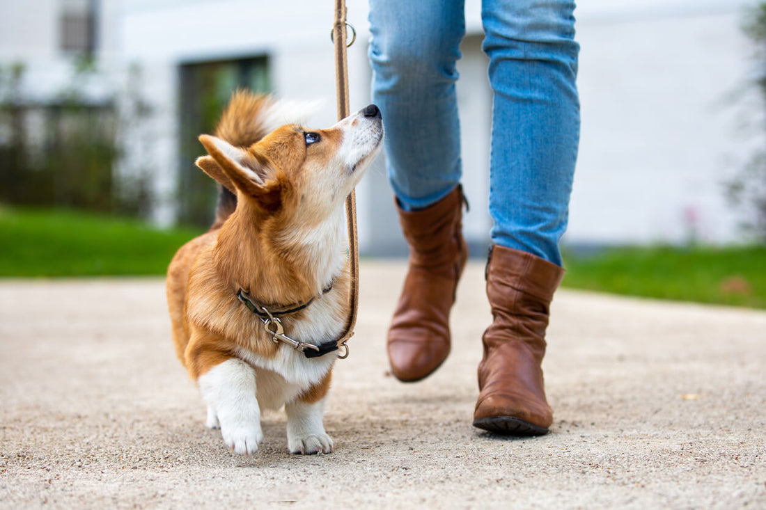 Mastering the Walk: How to Teach Your Dog to Heel