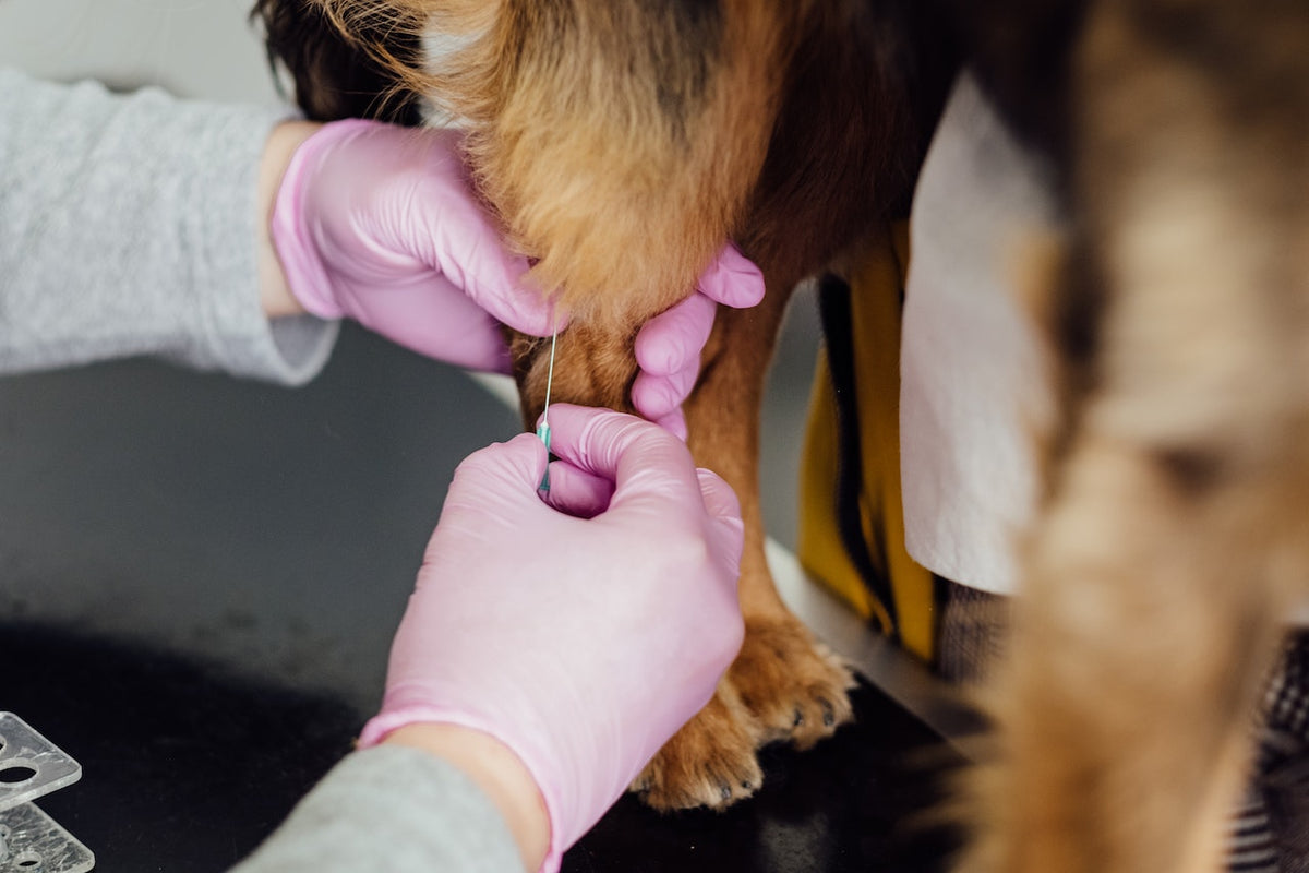 Can Titer Tests Cut Down Routine Dog Vaccinations?