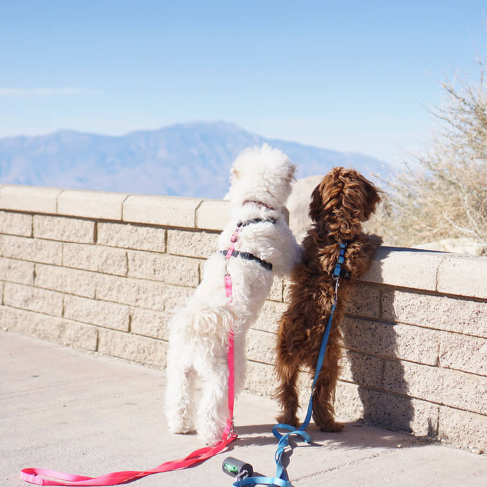 Blue-9 No-Pull Balance Harness with Buckle-Neck