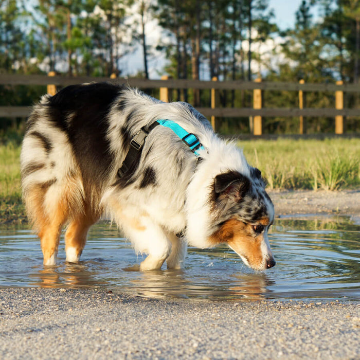 Blue-9 Pet Products | Dog Training & Walking