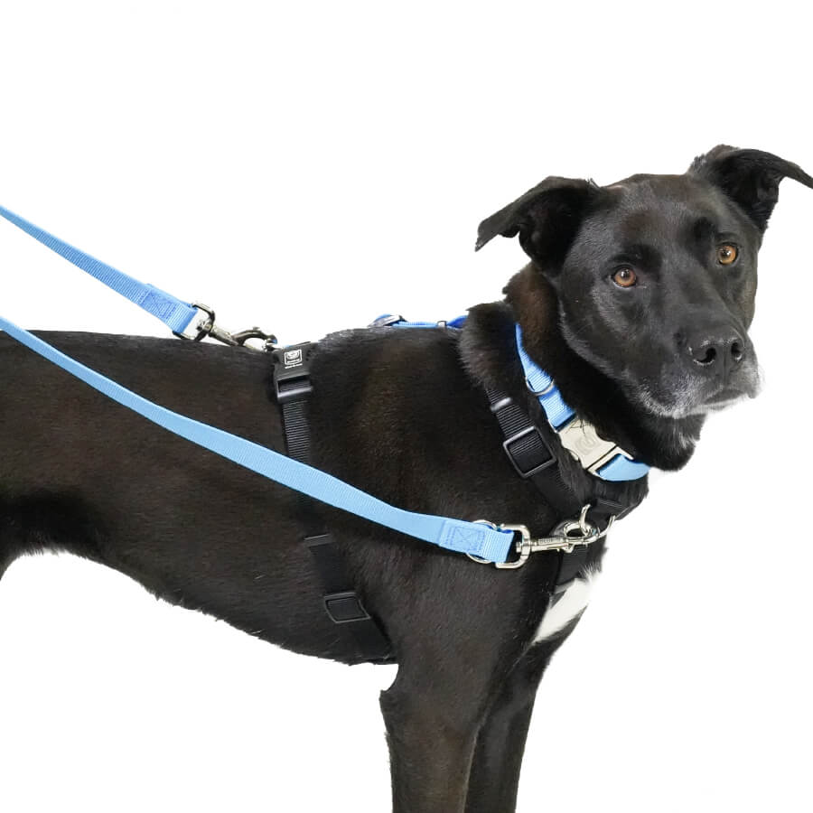 Blue-9 Multi-Function Leash