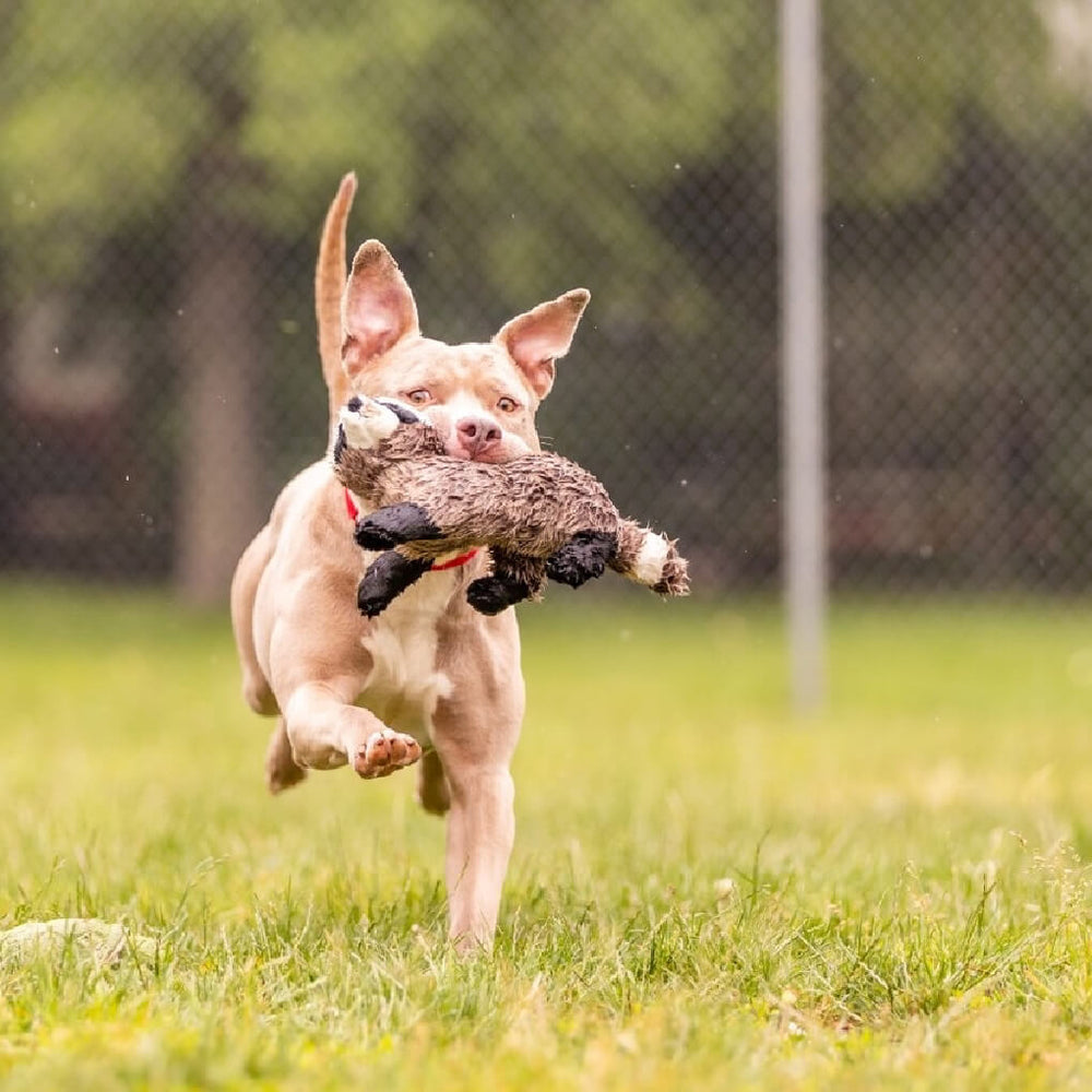 Fluff & Tuff Rocket Raccoon