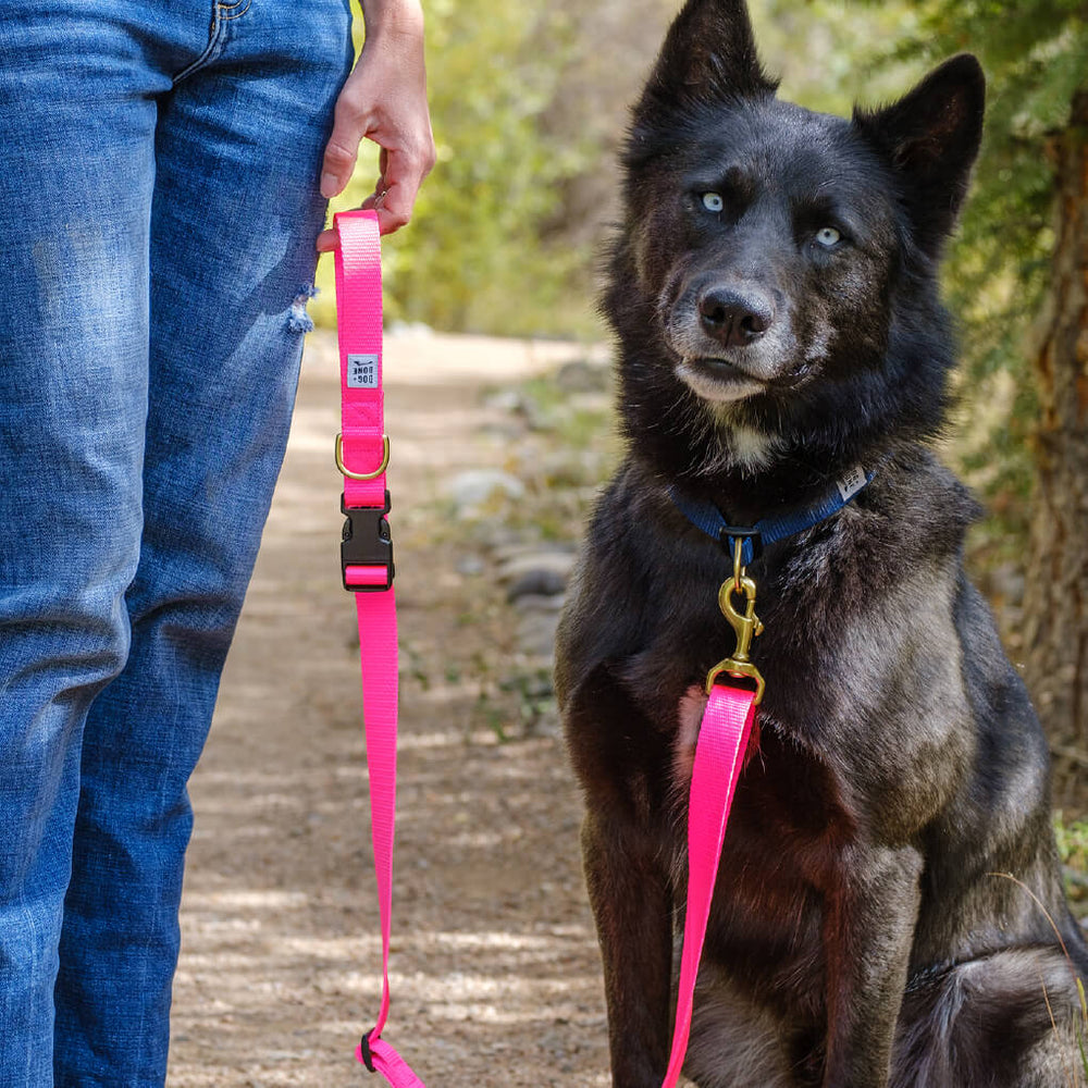 Dog + Bone Snap Collar | Navy