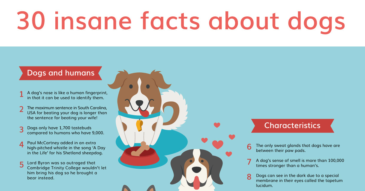30 Dog Fun Facts You May Have Never Known Vanillapup 30 Dog Fun Facts You May Have Never Known Vanillapup